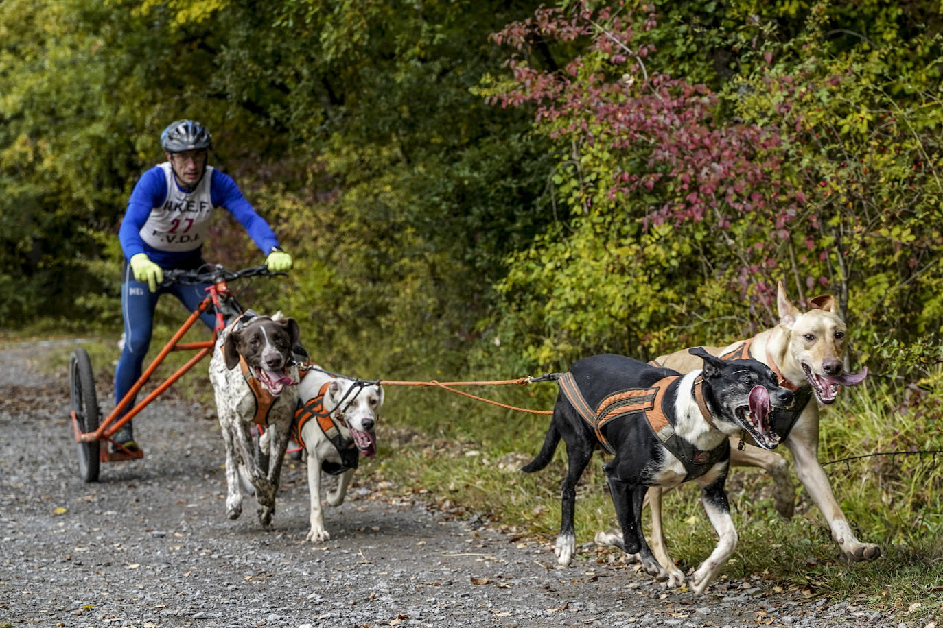 Fotos: El mushing toma el bosque de Armentia | El Correo