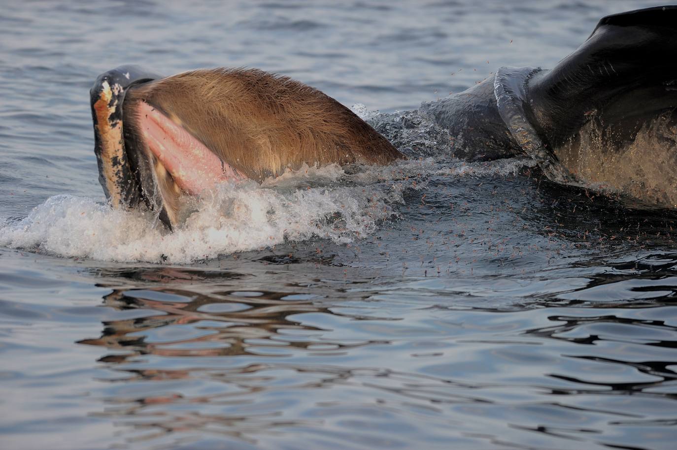 Fotos: Cómo se alimenta la ballena azul, el animal más grande de la ...