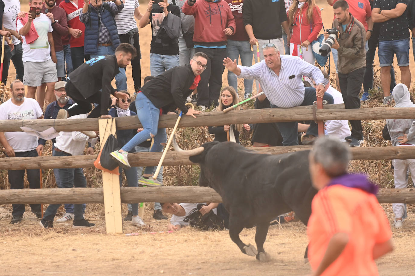 Fotos: El encierro del Toro de la Vega, en imágenes | El Correo