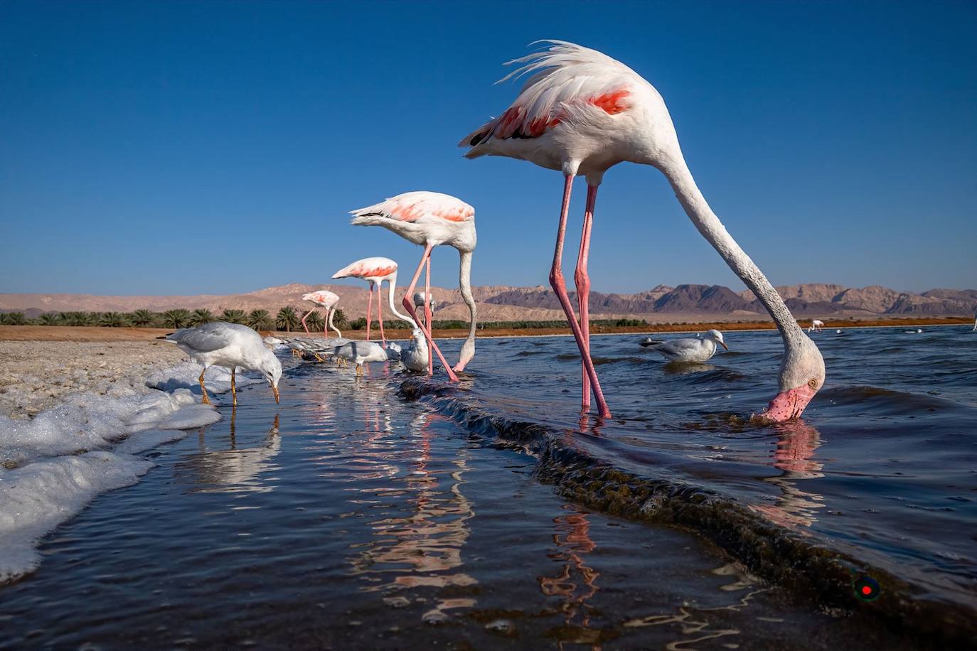 Fotos: Las fotografías de aves silvestres más espectaculares | El Correo