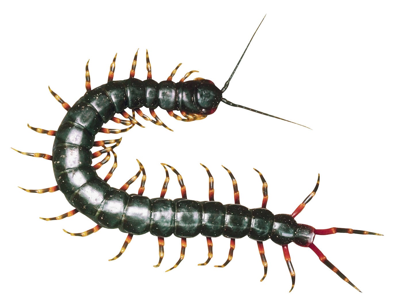 ¿Cómo coordina el ciempiés el movimiento de sus patas? | El Correo