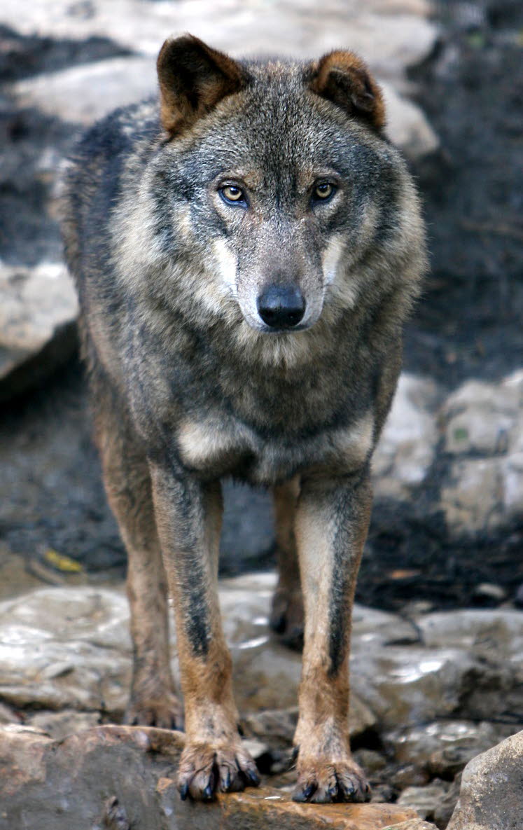 Ecologistas piden incluir al lobo en el catálogo vasco de especies ...